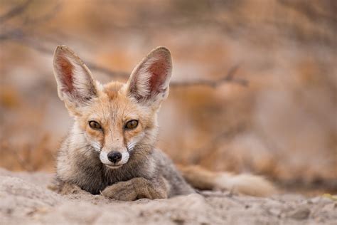 Following The Desert Fox — Manish Vaidya