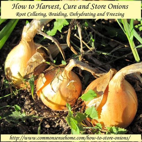 How To Harvest Cure And Store Onions Root Cellaring Braiding Dehydrating And Freezing
