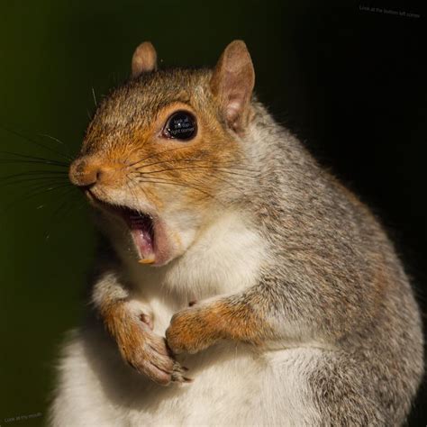 Squirrel Appreciation Society Of Keele Keele