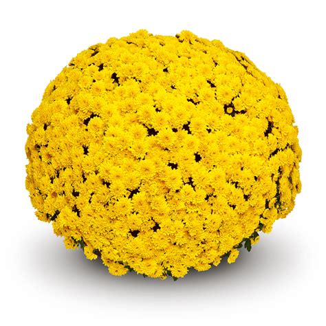 Ontdek De Baria Yellow Van Gediflora Gediflora