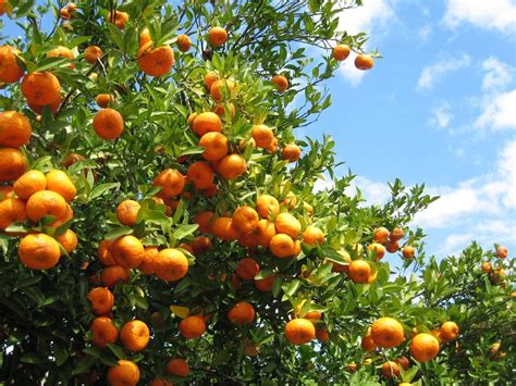 Orange Tree Planting Pruning Care Diseases Pests And