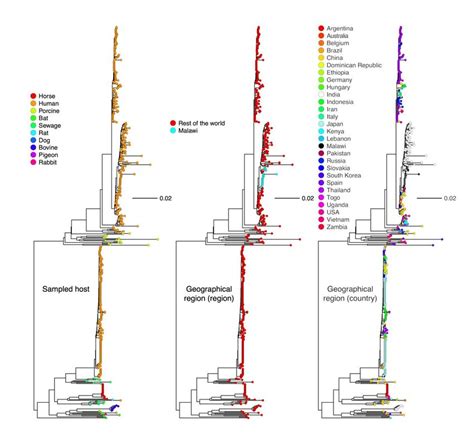 global maximum likelihood phylogenetic trees for vp7 genome segments