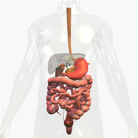 3d 해부학 모델 인간 애니메이션 소화 기관 및 투명 간 기관 3d 모델 10 C4d Fbx Free3d