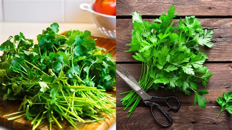 Parsley Vs Cilantro How Are These Herbs Different Food News Times Now