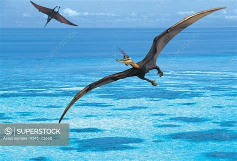 Pteranodon Sternbergi Flying Reptiles Belonging To Pterosaurs Not