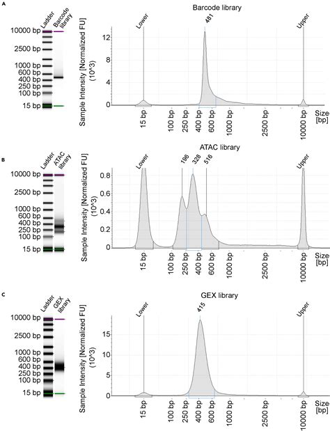Cell Press Star Protocols