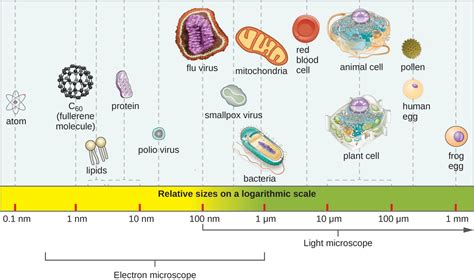1 3 Types Of Microorganisms Allied Health Microbiology