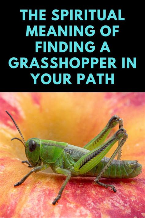 The Spiritual Meaning Of Finding A Grasshopper In Your Path Artofit