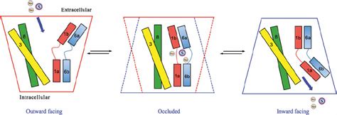 Alternating Access Model Of Substrate Translocation Transmembrane Tm