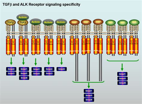 ScienceSlides2016版生物信号通路图好帮手不用转发直接获取 对象