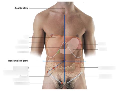 Surface Anatomy Diagram Quizlet