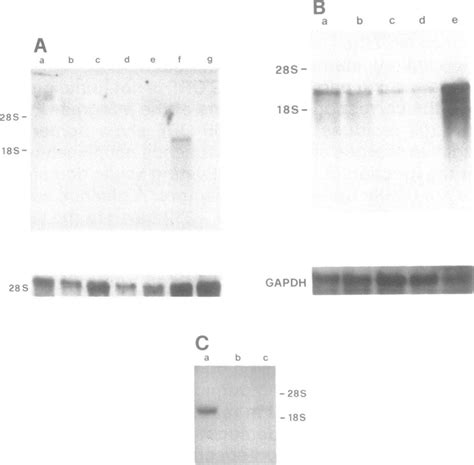 Northern Blot Analyses Of Fe65 Mrna In Tissues And Cell Lines 15 Ig