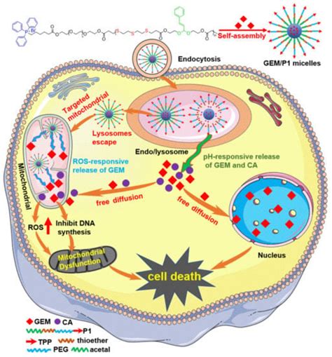 Mitochondria Targeting Polymer Micelles In Stepwise Response Releasing Gemcitabine And