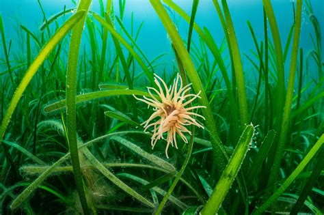 The Seagrass Meadows That Lie Beneath The Waters Of Britain Are One Of