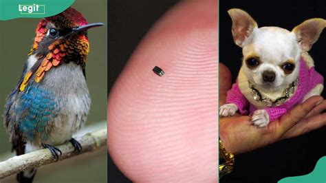 What Is The Smallest Thing In The World 10 Tiniest Natural And Human