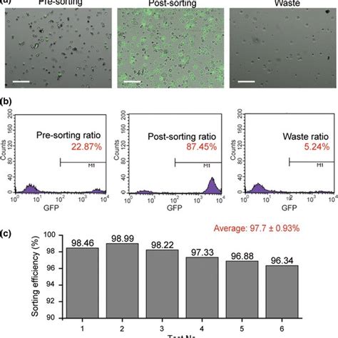 Fluorescence Based Cell Sorting Of Gfp Expressing Hela Cells Performed Download Scientific