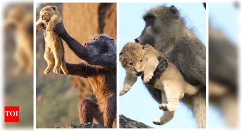 Watch Netizens Cant Help But Compare This Viral Video Of A Baboon