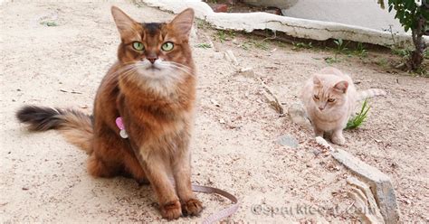 What Is He Doing Summers Fabulous Cat Life
