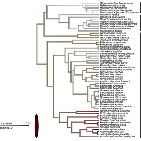 Bayesian Likelihood Phylogeny Of 59 Acanthocephalan Species Color Download Scientific Diagram