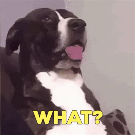 Confused What Is It  By Nebraska Humane Society Find And Share On Giphy