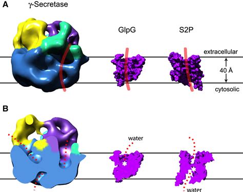 Toward Structural Elucidation Of The γ Secretase Complex Structure