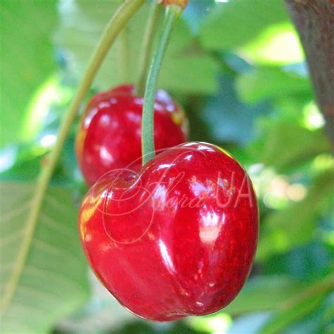 Черешня Эрли Стар | Fruit wallpaper, Cherry, Fruit