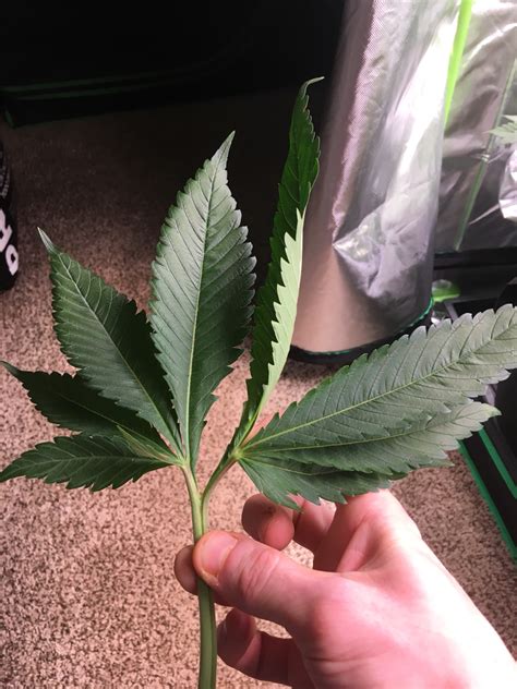 Mutations Grasscityforumthe Worlds Largest Cannabis And Weed Community