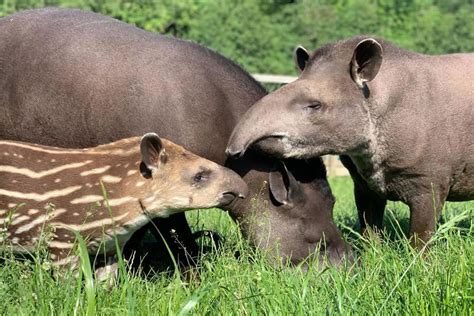 Tapir