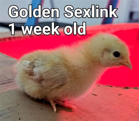 Goldensexlink Backyard Chickens Learn How To Raise Chickens