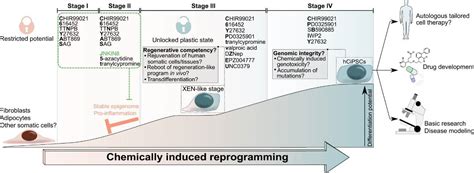 Reprogramming Methods And Efficiency Analysis Of Ipscs Boc Sciences