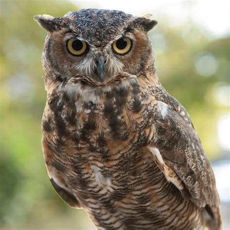 Lizzie Liberty Wildlife