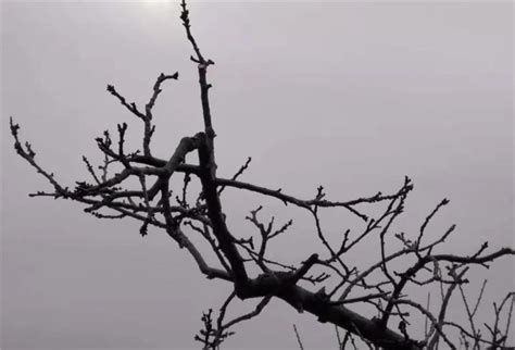 弘蕊科技杏树修剪囗诀图解 山西奇蕊生物科技有限公司