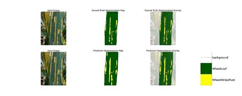 Can You Help Shape The Future Of Plant Disease Detection Cimmyt