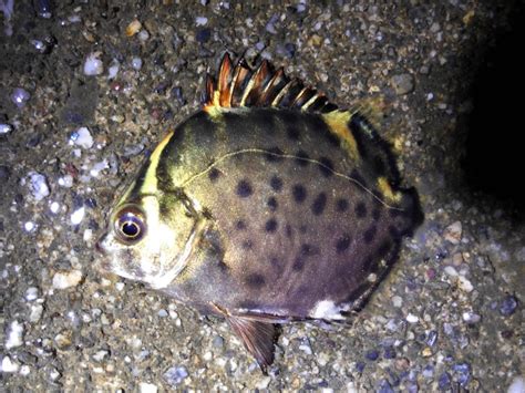 クロホシマンジュウダイ 四国産淡水汽水魚類図鑑 二名洲の川魚