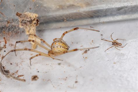 Female Brown Widow Spider