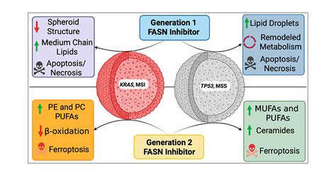Lipidomics Profiling Reveals Differential Alterations After Fas Inhibition In 3d Colon Cancer