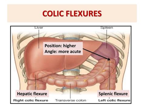 What Is Hepatic Flexure At Dorathy Quinones Blog