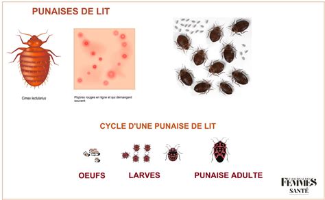 Punaise De Lit Traitement Pharmacie Belle Modle Punaise De Lit Hot Punaise De Lit Traitement Pharmacie Belle Modle Punaise De Lit Hot