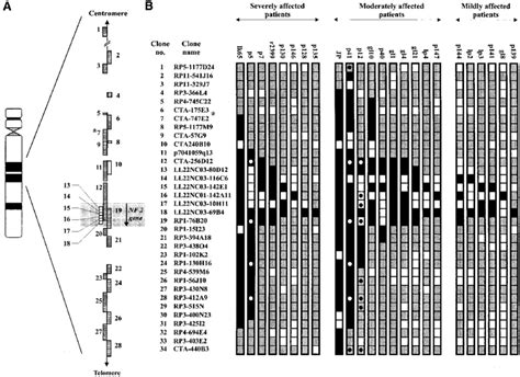 Summary Of The Deletions Detected By Microarray Cgh The Region Shown Download Scientific