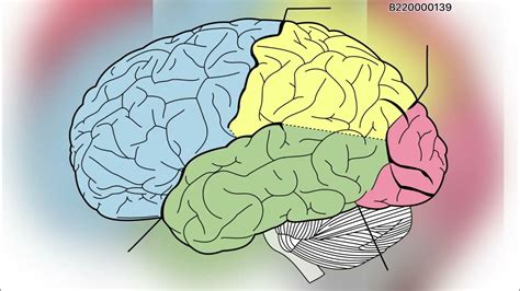 Тархины бүтэц үүргийн тухай Youtube