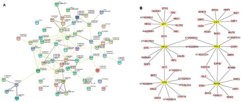 Genomic Survey And Cold Induced Expression Patterns Of Bhlh Transcription Factors In