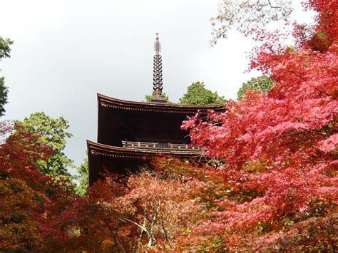 金剛輪寺の血染めの紅葉愛荘町