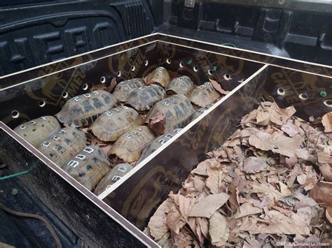 អណ្តើកព្រេច១០០ក្បាល ត្រូវបានលែងនៅតំបន់ការពារដែលមានសុវត្ថិភាពនៅកម្ពុជា