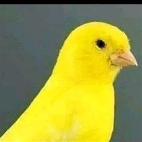 واتر و پولندی اصیل