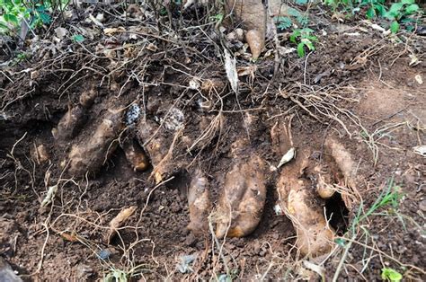 Premium Photo Gembili Dioscorea Esculenta L Is An Edible Tuber