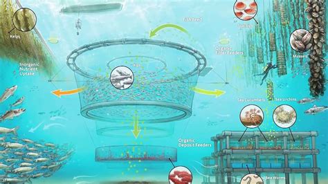 Aquaculture Research Integrated Multi Trophic Aquaculture Imta Deposit Feeders Video