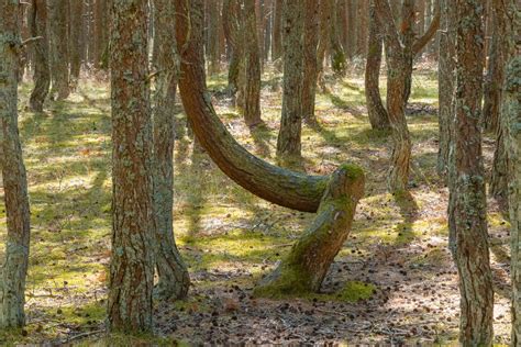 Secret Meaning Of Bent Trees Found In Appalachian Forests Exemplore News