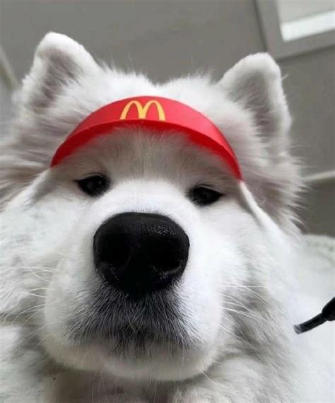 Top 225 Dog Pfp Ideas Cute Funny And Aesthetic Styles