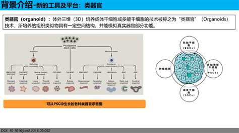 类器官模型培养、构建及应用介绍 我的网站