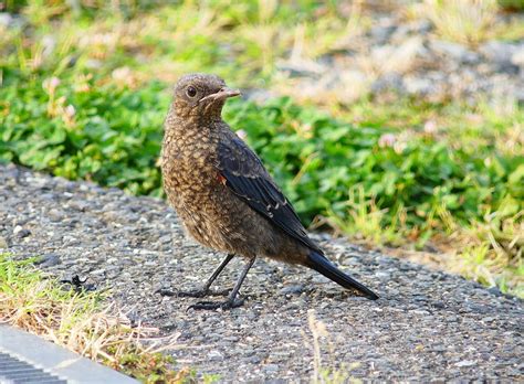 P4160802イソヒヨドリ若鳥 R by KH21の住人 ID11852070 写真共有サイト PHOTOHITO